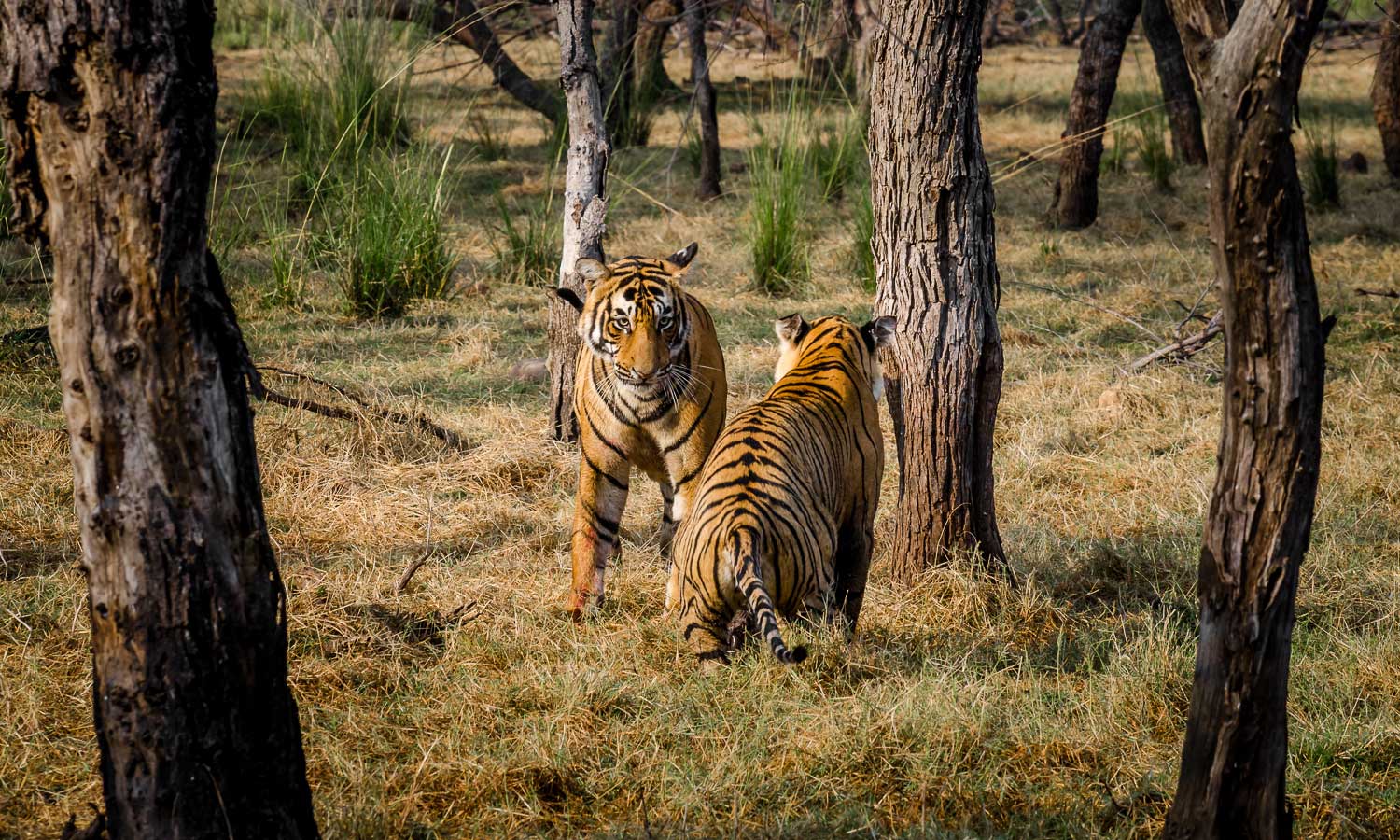 Safari Zones of Ranthambore National Park | Tigerwalah