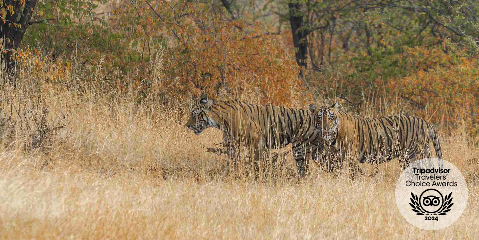 Personalized Wildlife Safaris & Tiger Tours | Tigerwalah